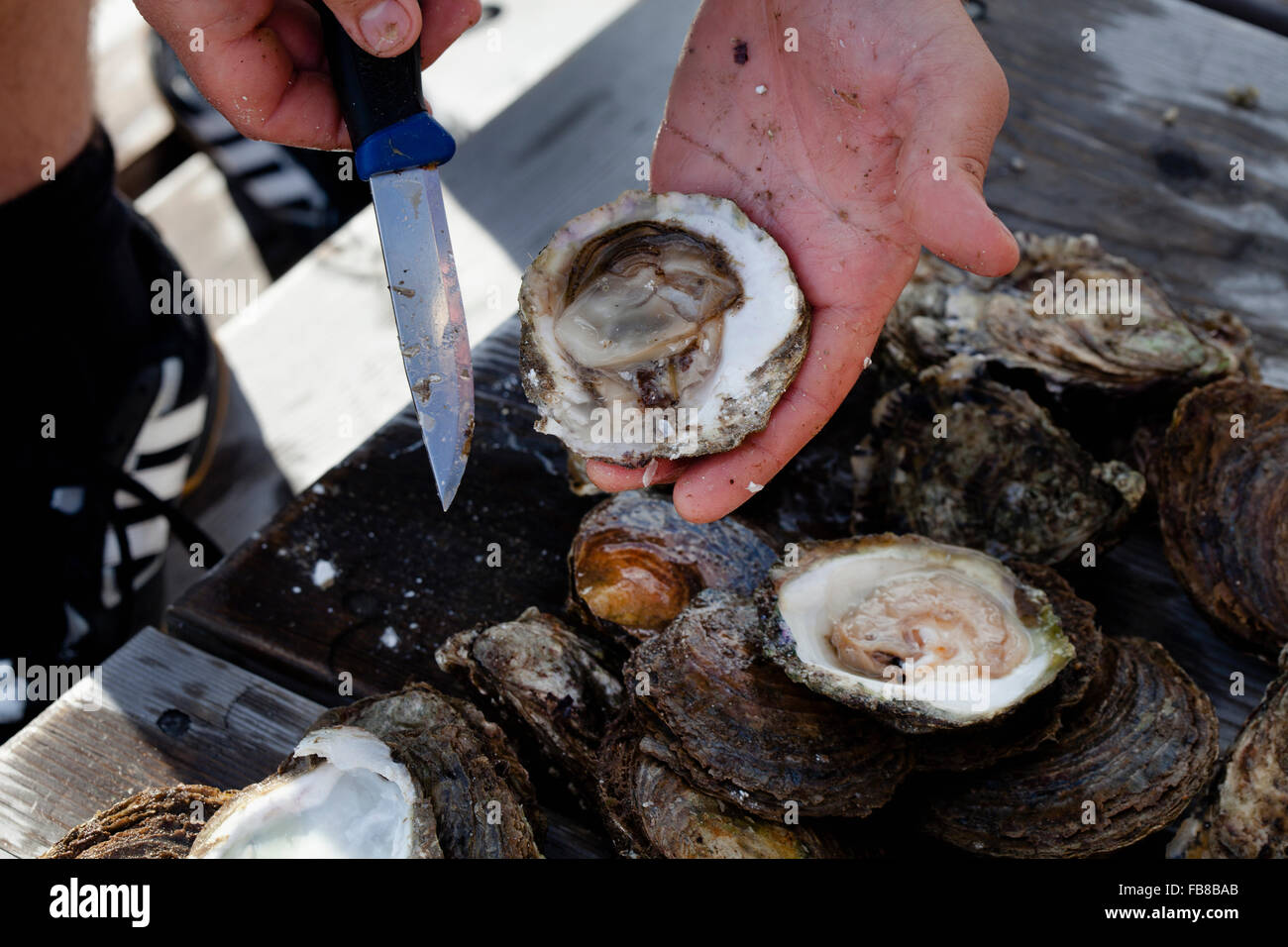 Opening shell hi-res stock photography and images - Alamy
