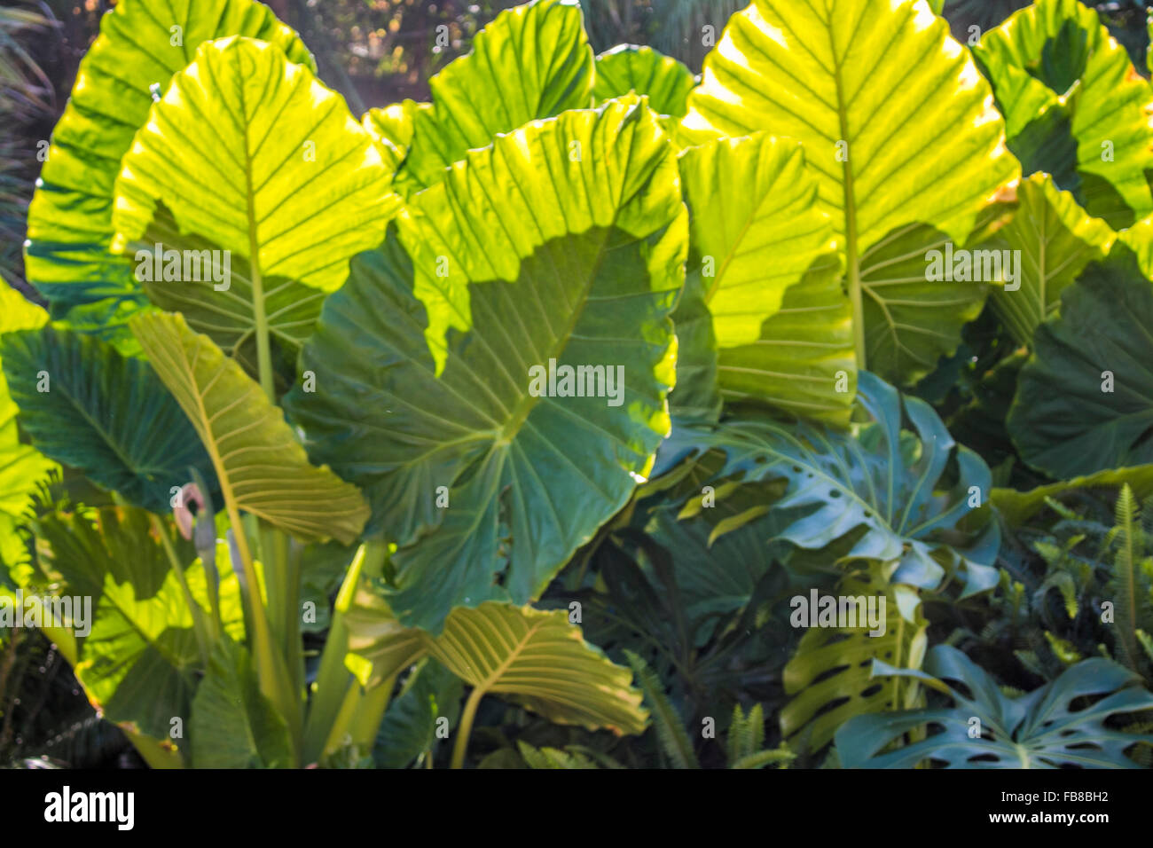 Colocasia esculenta is a tropical plant primarily grown as a root ...