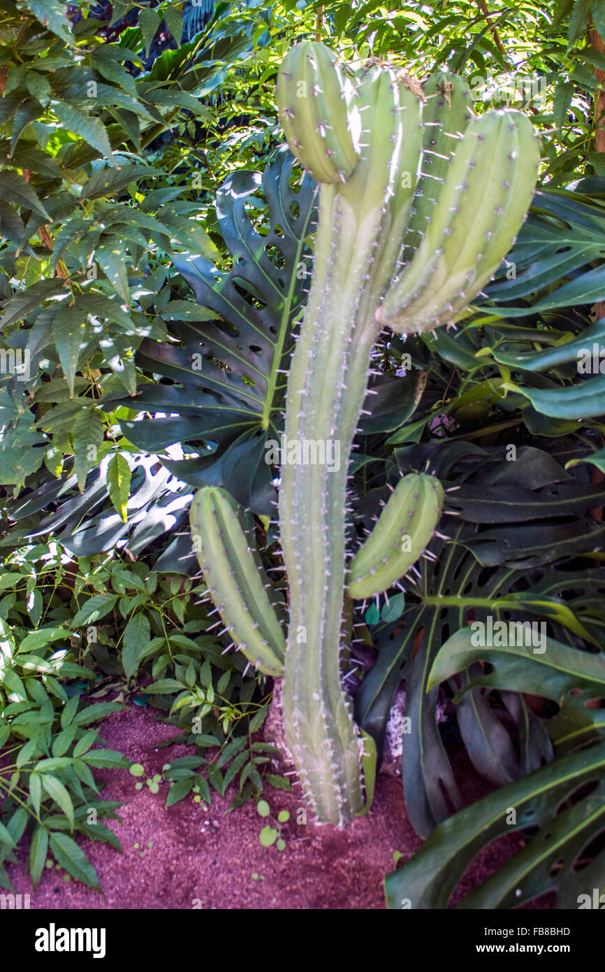 Picture of small round cactus. Photo closeup Stock Photo - Alamy