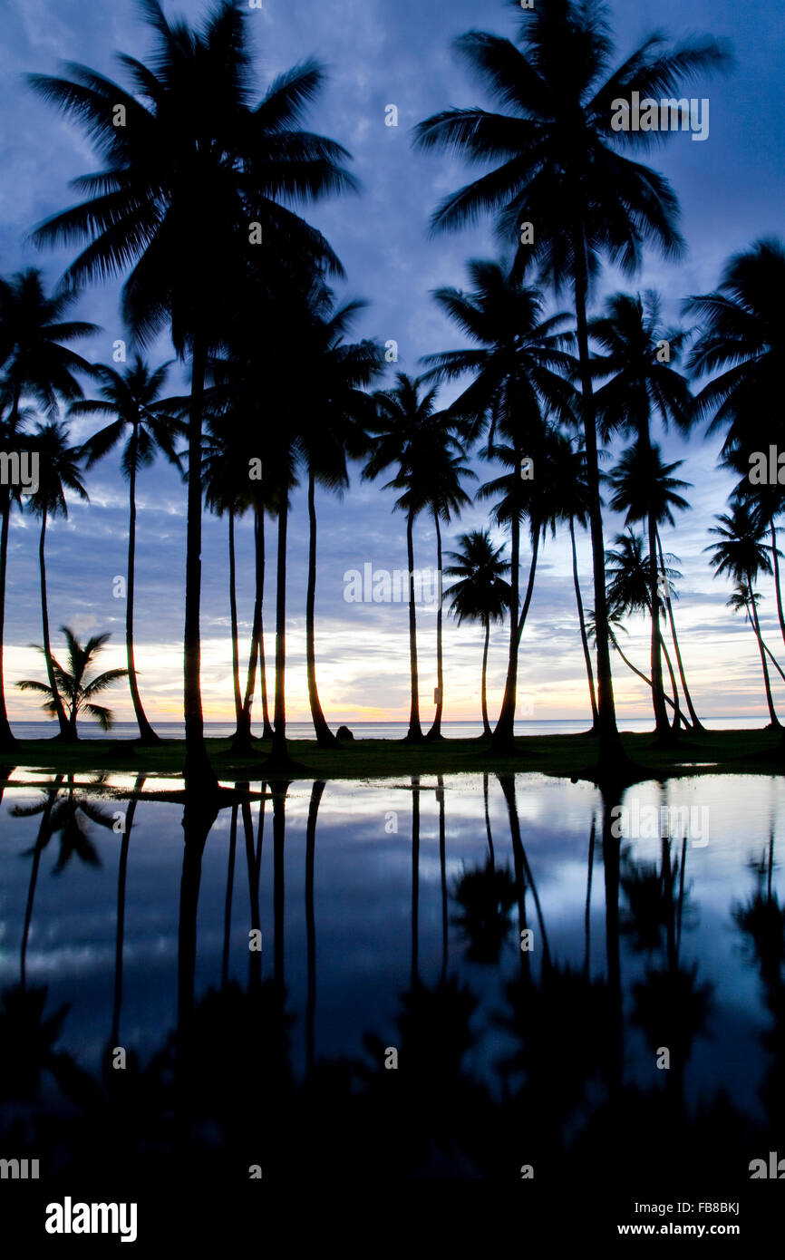 Palm Trees in Chuuk, Micronesia Stock Photo - Alamy