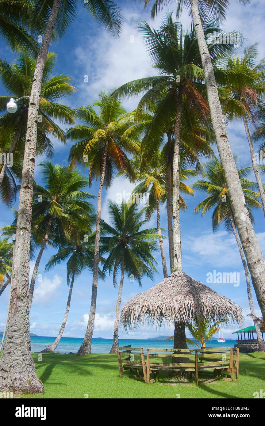 Palm Trees in Chuuk, Micronesia Stock Photo - Alamy