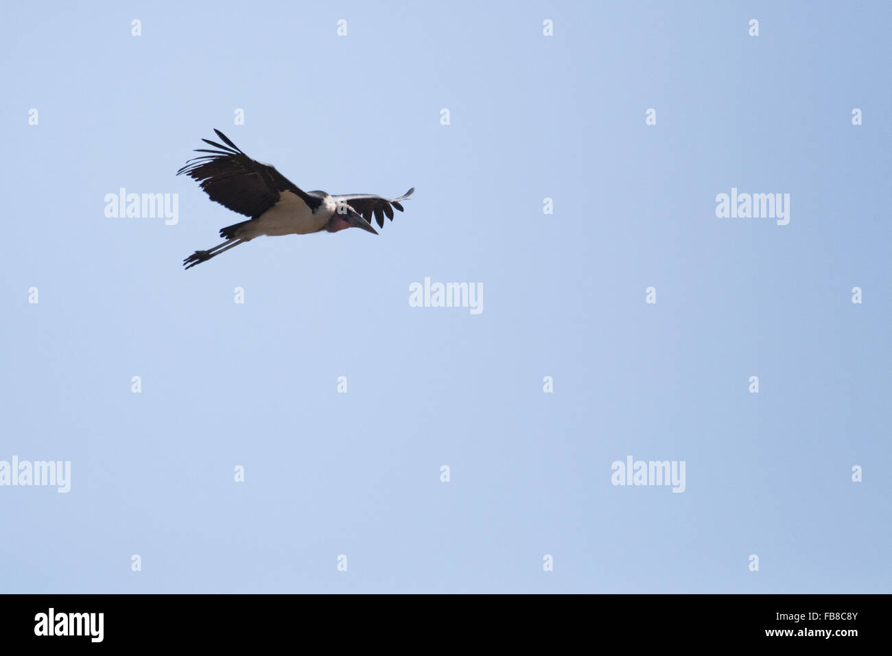 Vulture flying in sky Stock Photo - Alamy
