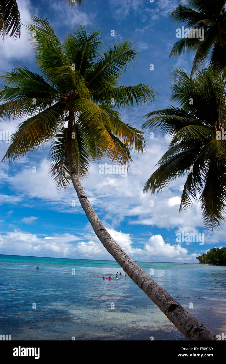 Palm Trees in Chuuk, Micronesia Stock Photo - Alamy