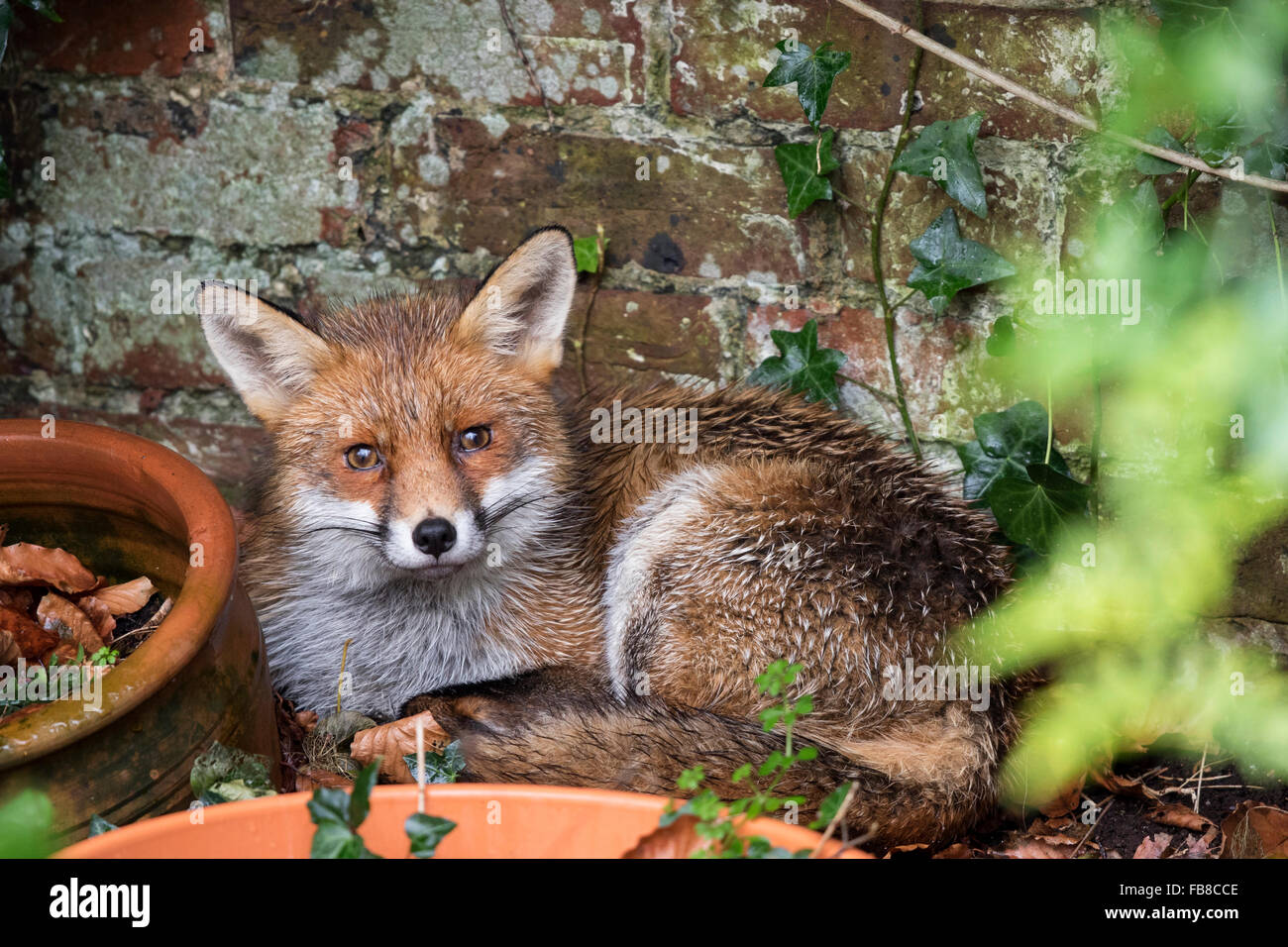 Curled eyes hi-res stock photography and images - Alamy