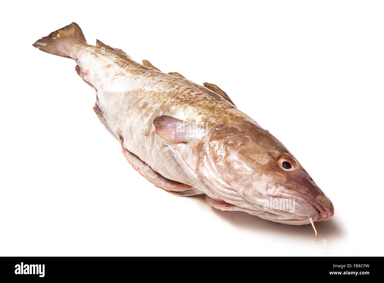 Whole large 2kg Atlantic cod (Gadus morhua) fish, Isolated on a white ...