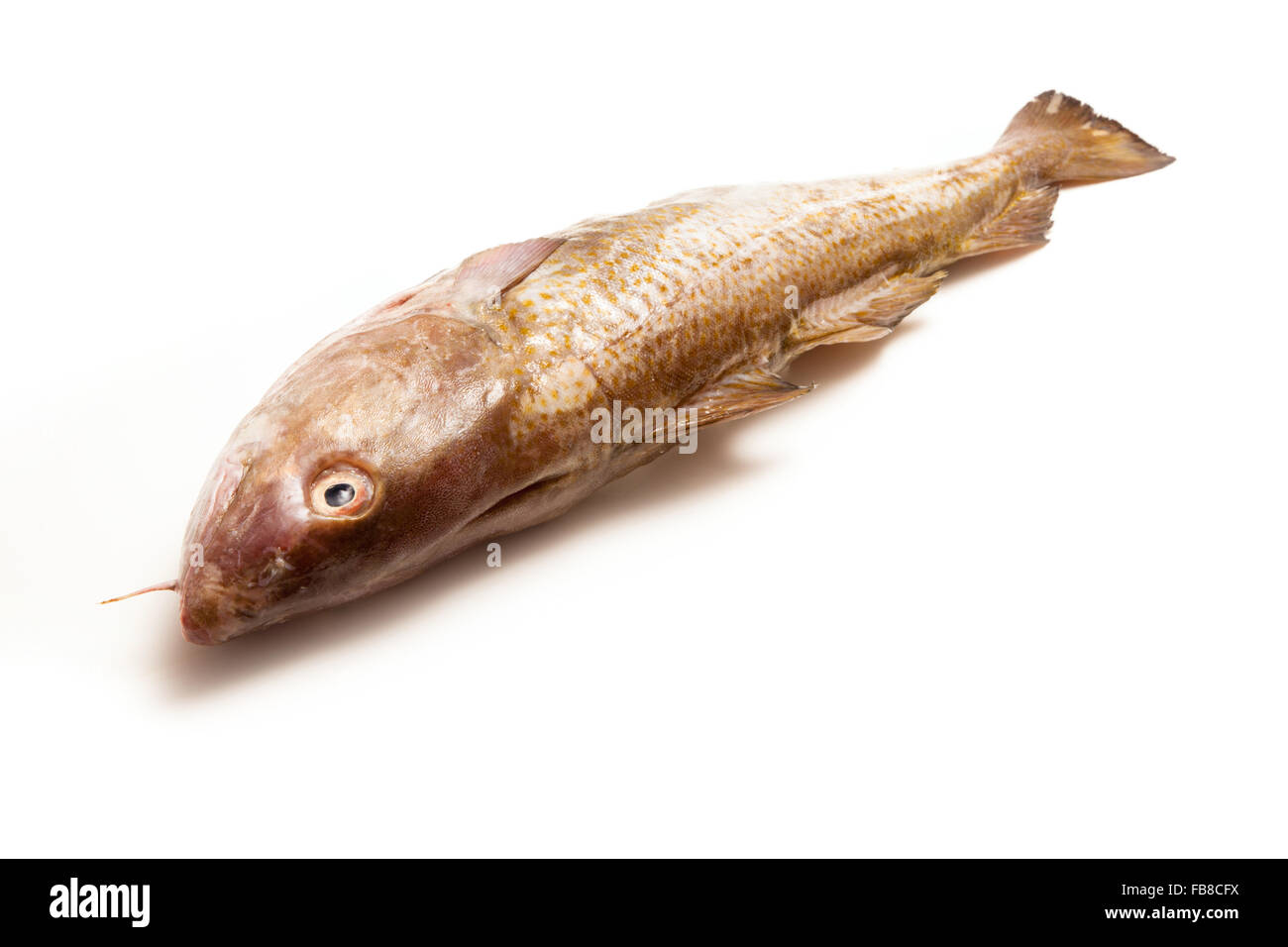 Whole large 2kg Atlantic cod (Gadus morhua) fish, Isolated on a white ...