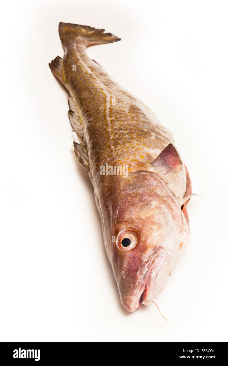 Atlantic cod fish hi-res stock photography and images - Alamy