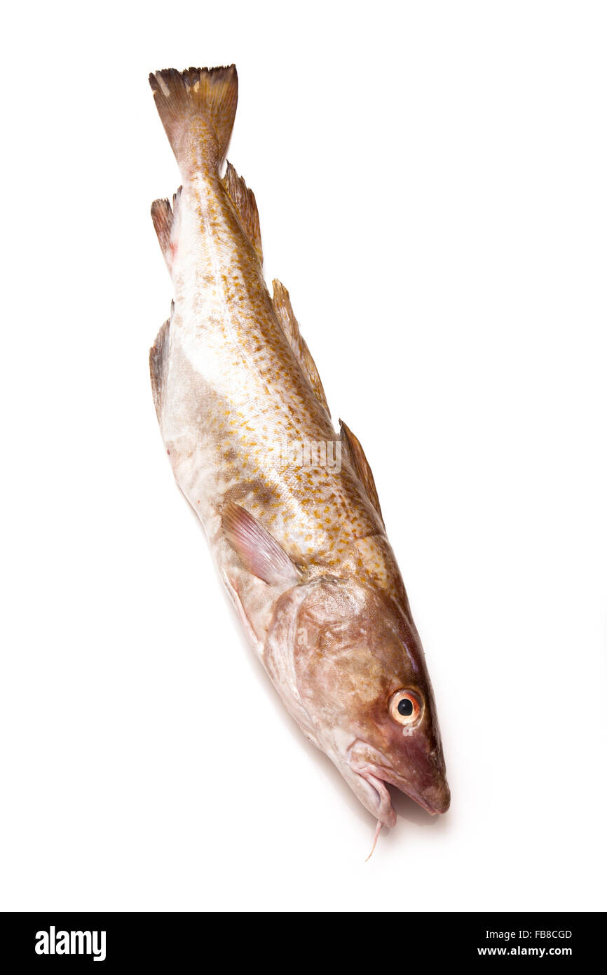 Whole large 2kg Atlantic cod (Gadus morhua) fish, Isolated on a white ...