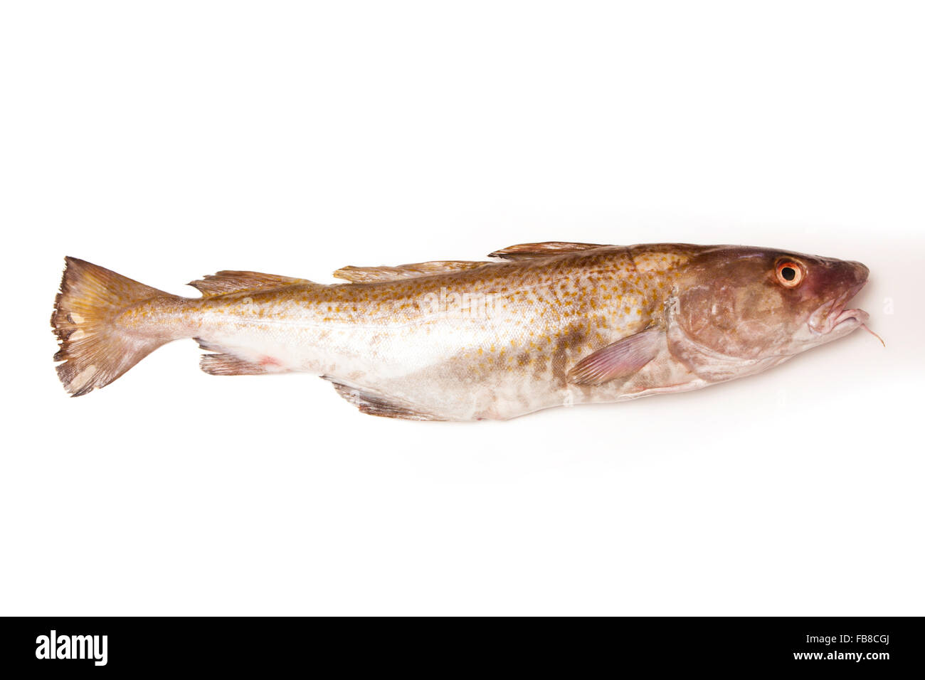 Atlantic Cod Fish High Resolution Stock Photography and Images - Alamy