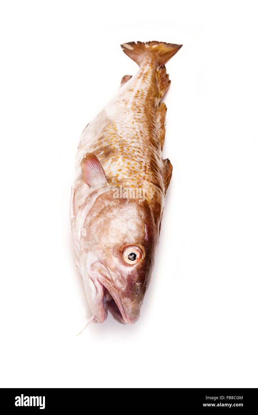 Whole large 2kg Atlantic cod (Gadus morhua) fish, Isolated on a white ...