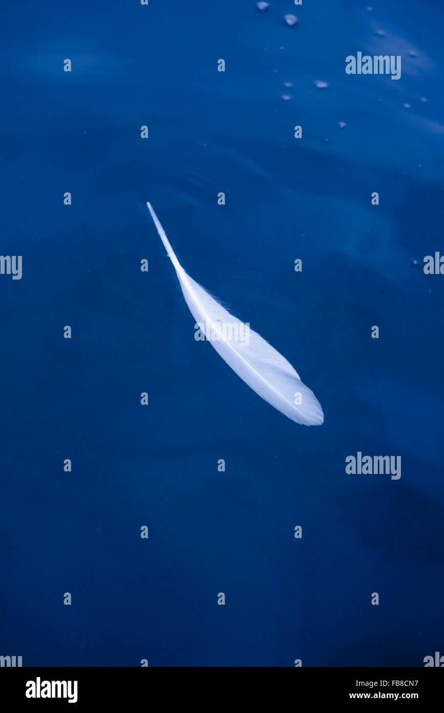 Feather Floating High Resolution Stock Photography and Images - Alamy