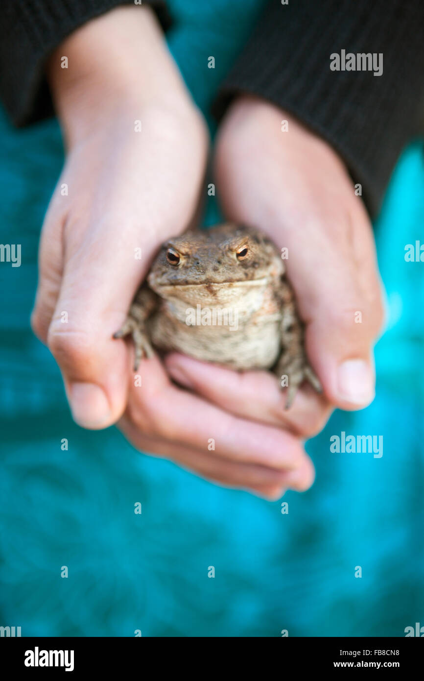 Hand holding frog hi-res stock photography and images - Alamy