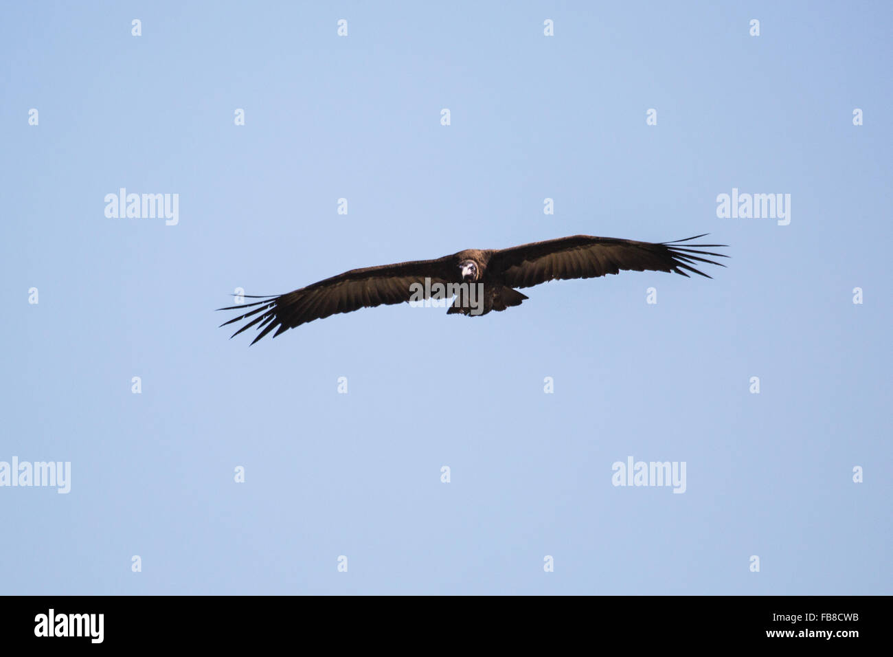 Vulture flying in sky Stock Photo - Alamy