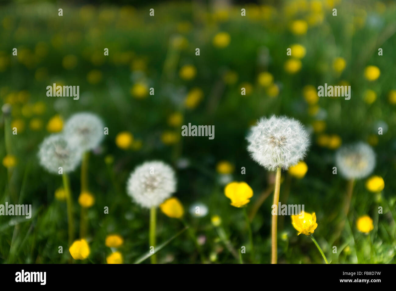 Dandelion seed heads with buttercups and grass. Selective focusing ...