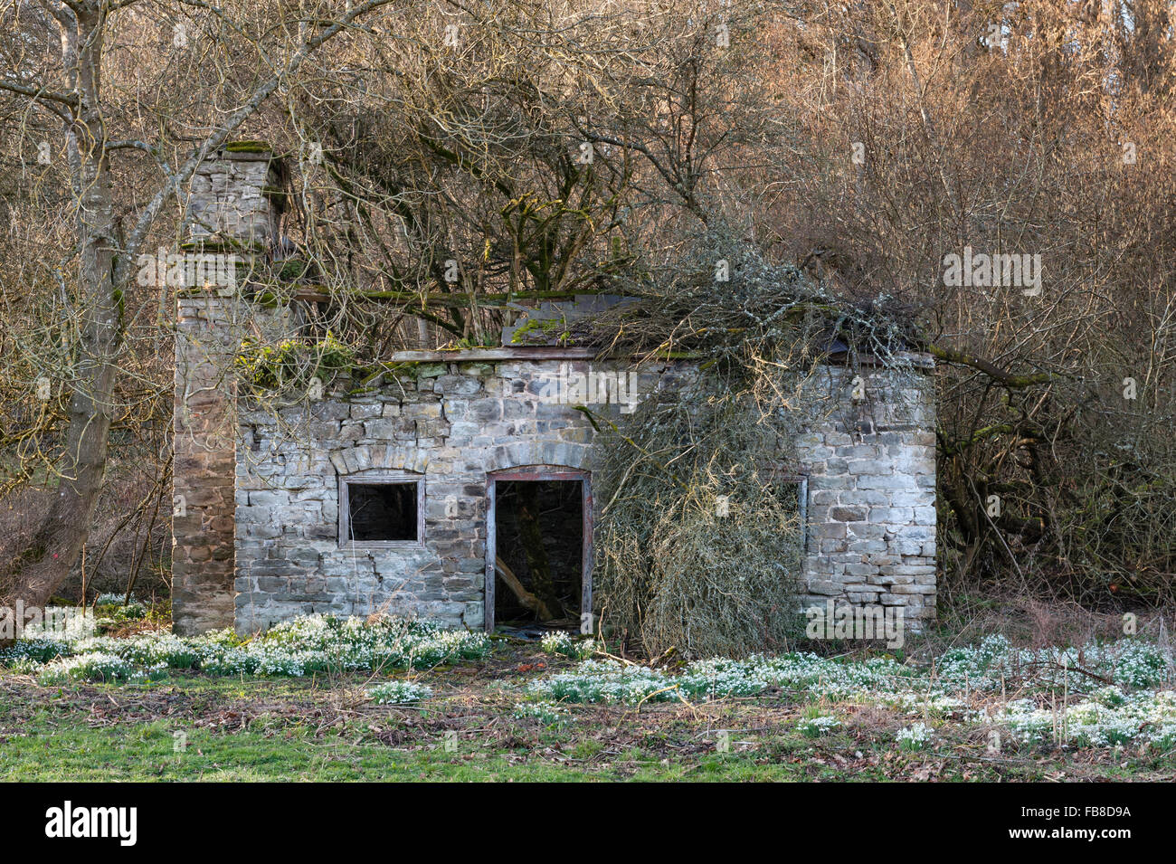 Herefordshire, UK. A remote ruined cottage is surrounded by snowdrops ...