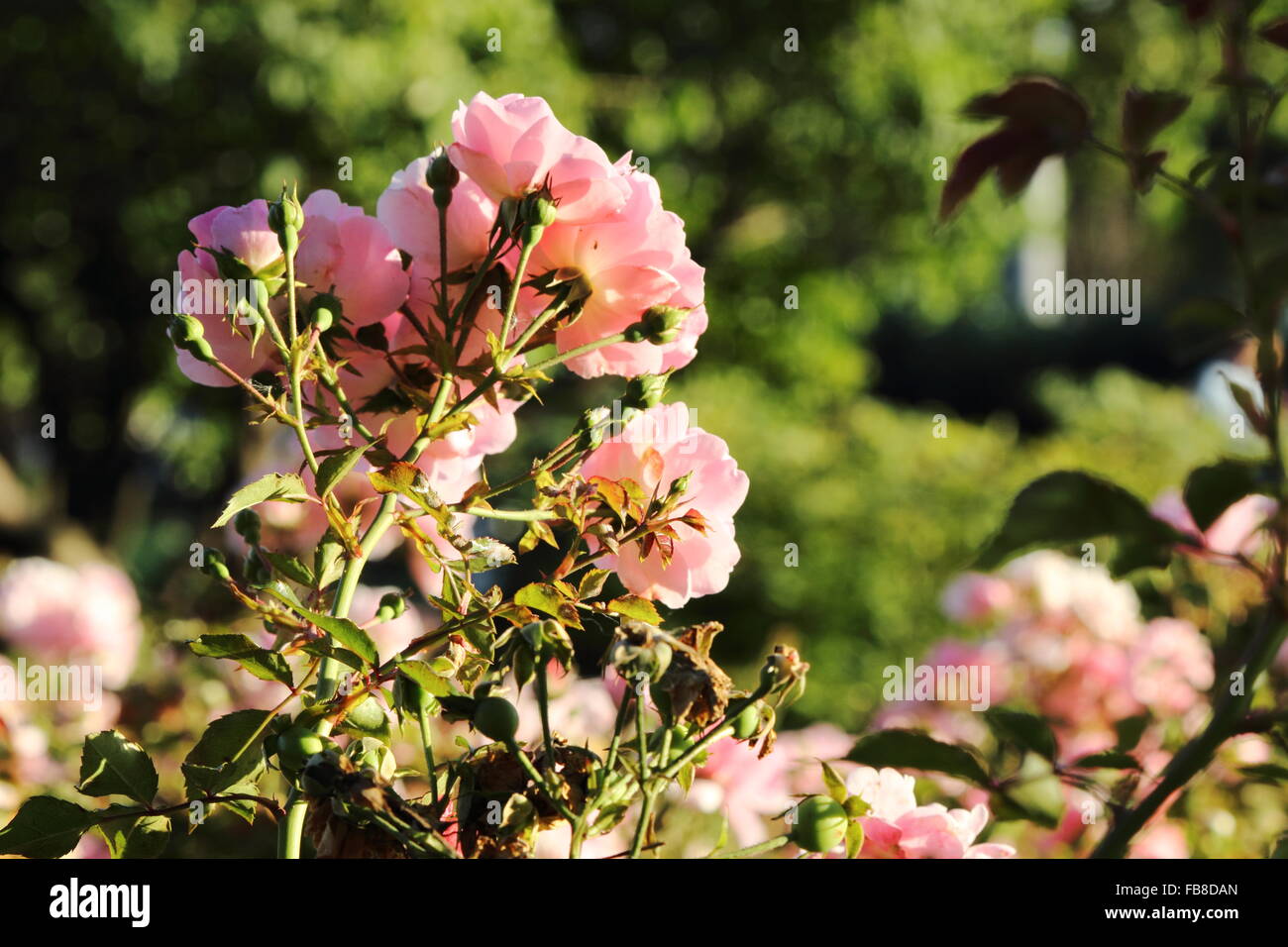 roses outdoor in Petersburg, Russia Stock Photo - Alamy