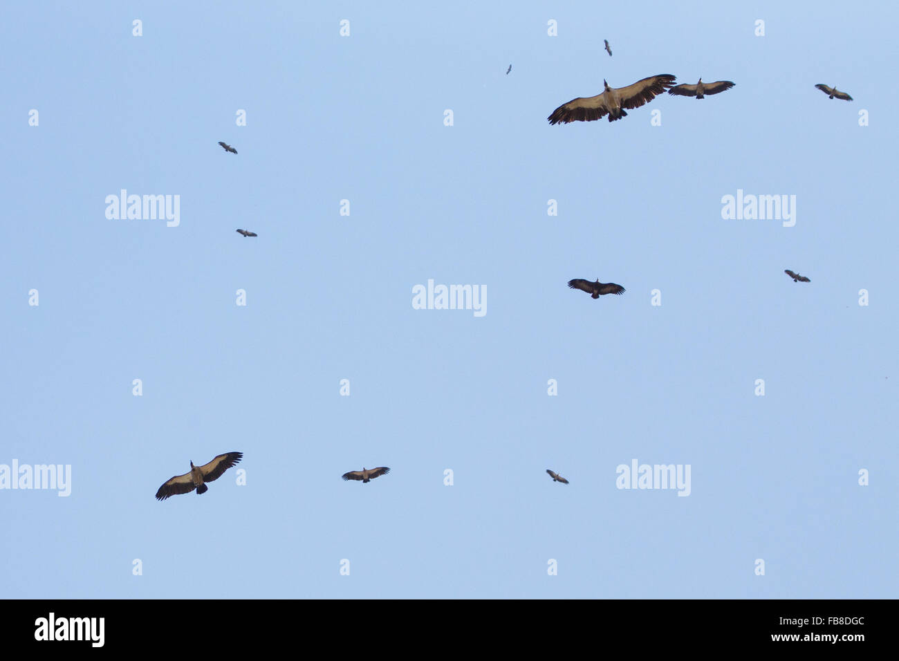 Vulture flying in sky Stock Photo - Alamy