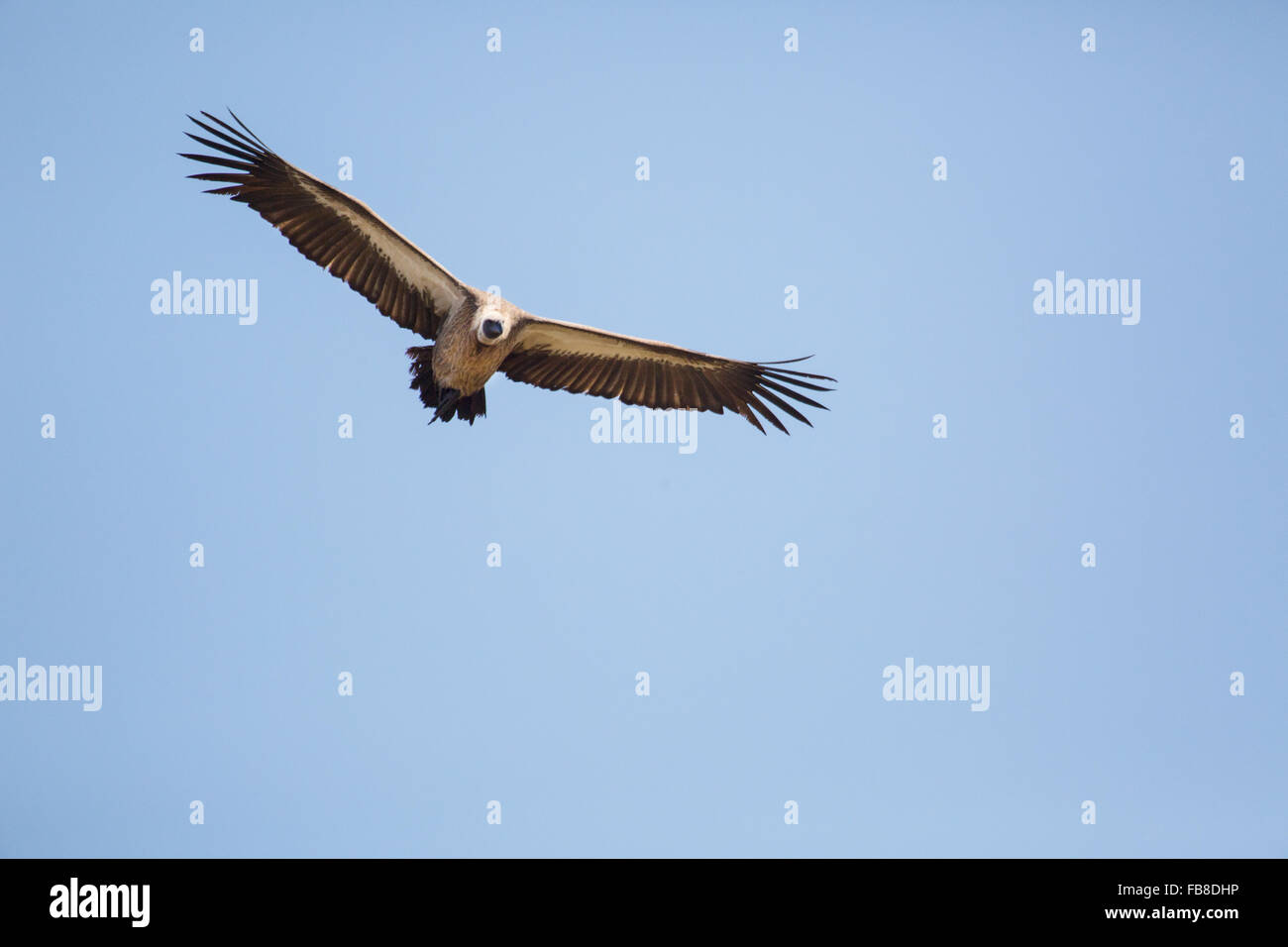 Vulture flying in sky Stock Photo - Alamy