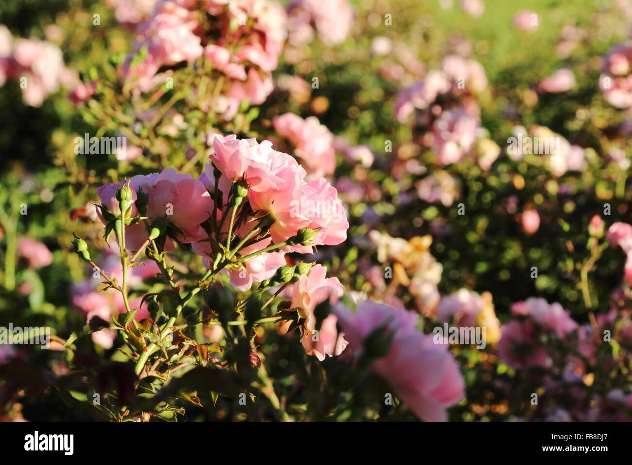 roses outdoor in Petersburg, Russia Stock Photo - Alamy