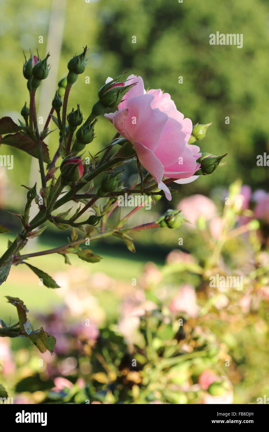 roses outdoor in Petersburg, Russia Stock Photo - Alamy