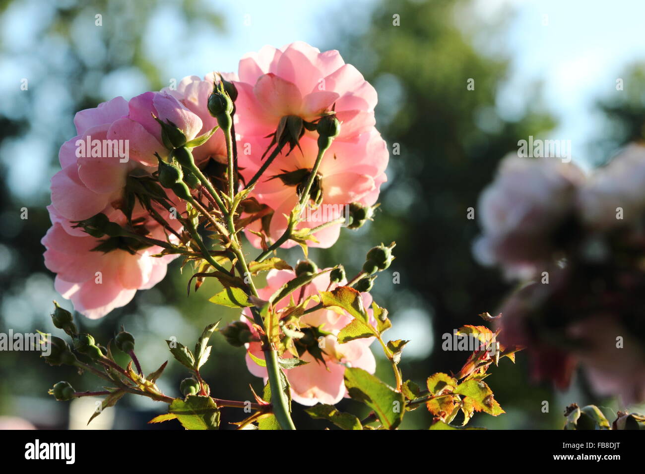 roses outdoor in Petersburg, Russia Stock Photo - Alamy