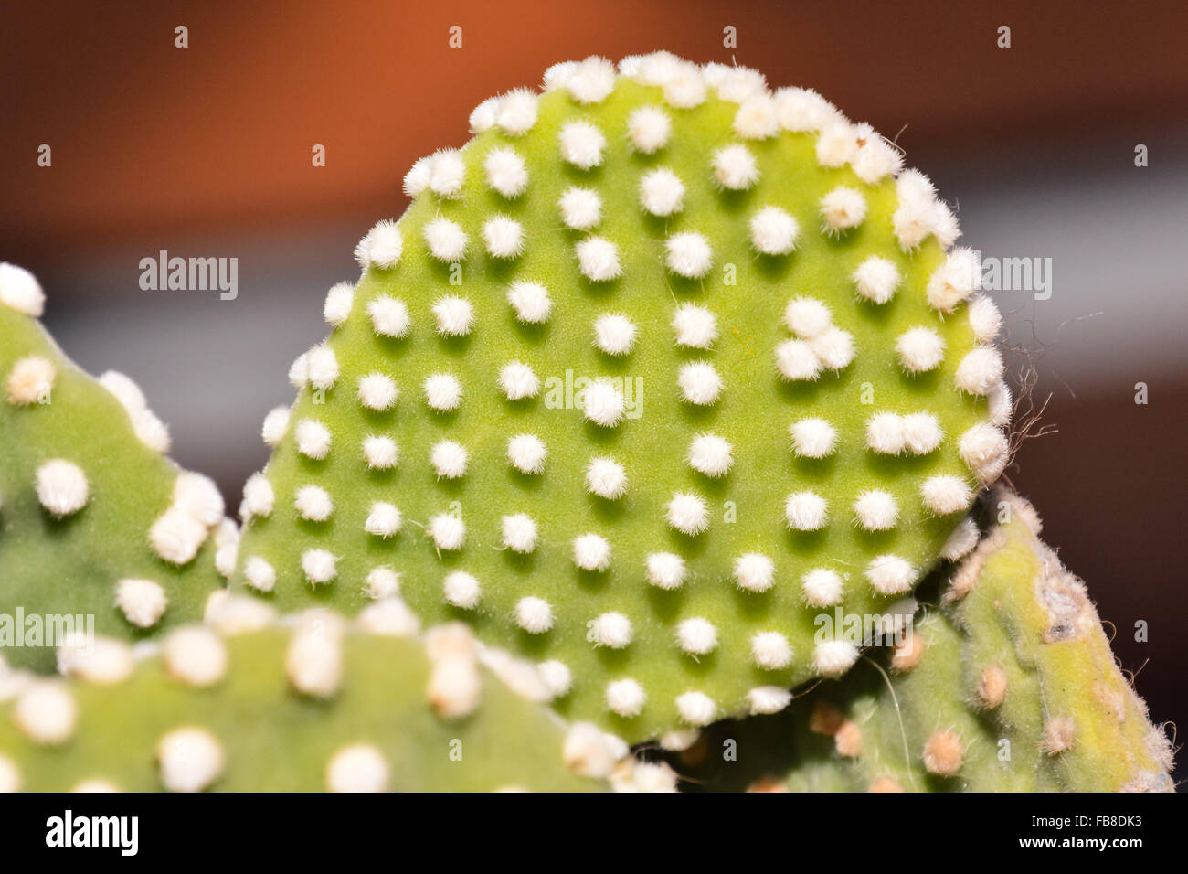 Cactus Texture Background Stock Photo - Alamy
