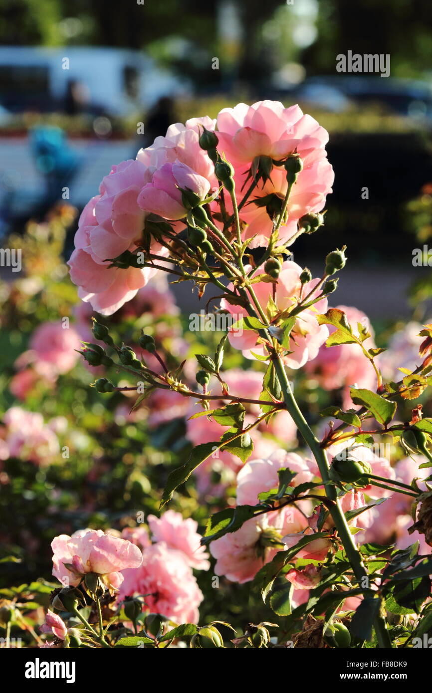 roses outdoor in Petersburg, Russia Stock Photo - Alamy