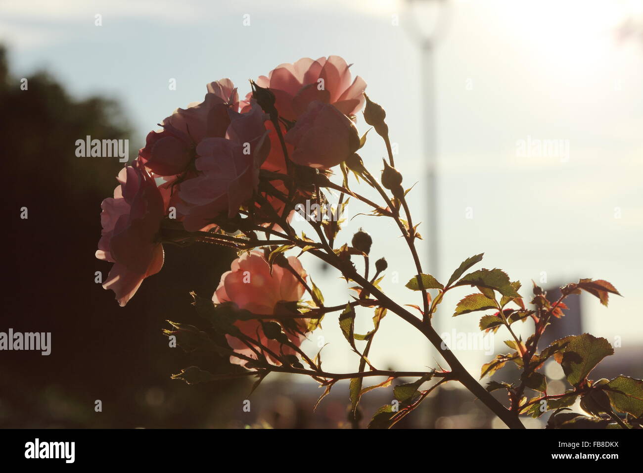 roses outdoor in Petersburg, Russia Stock Photo - Alamy