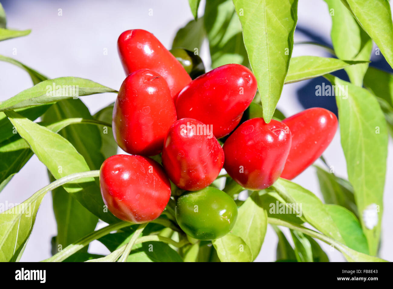 Peppers background texture Stock Photo - Alamy
