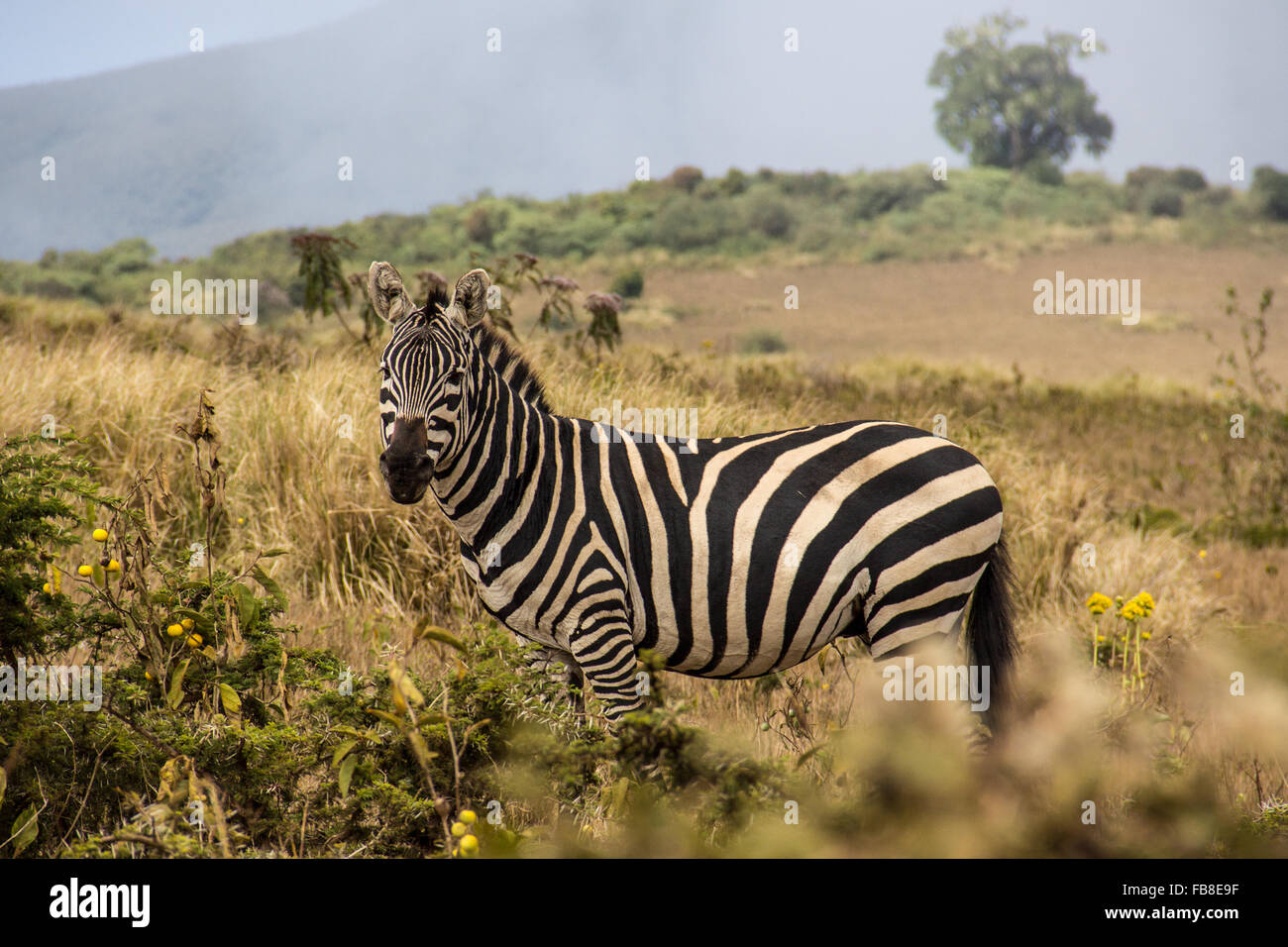 A Zebra looking Stock Photo - Alamy