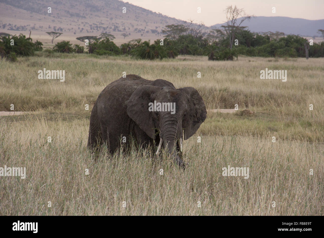 An elephant hanging around in the Serengeti Stock Photo - Alamy