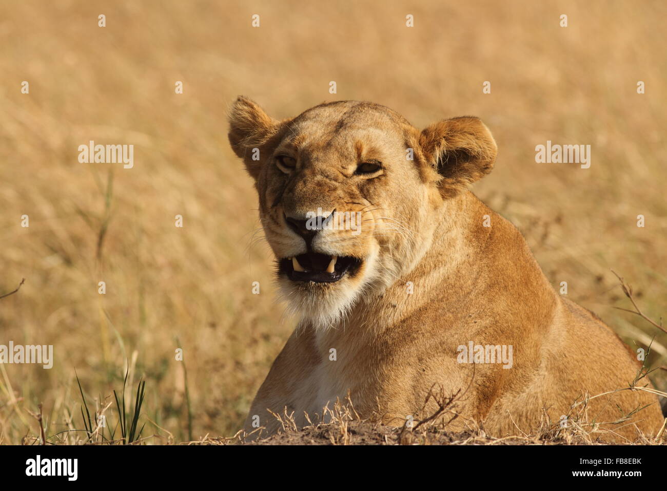Lion gurn hi-res stock photography and images - Alamy