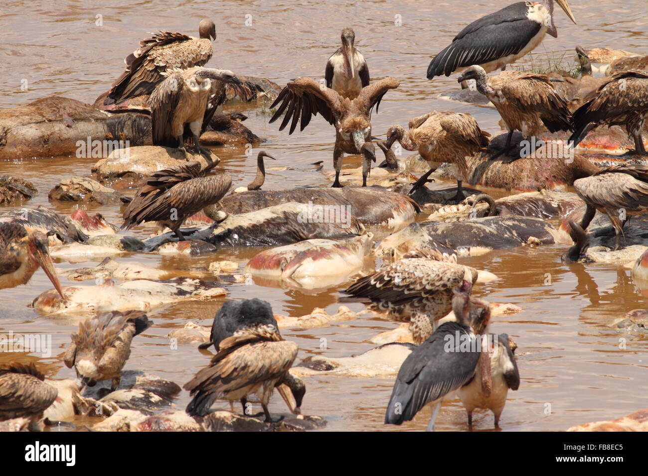 This is a pile up of dead wildebeest that have failed to cross the mara ...