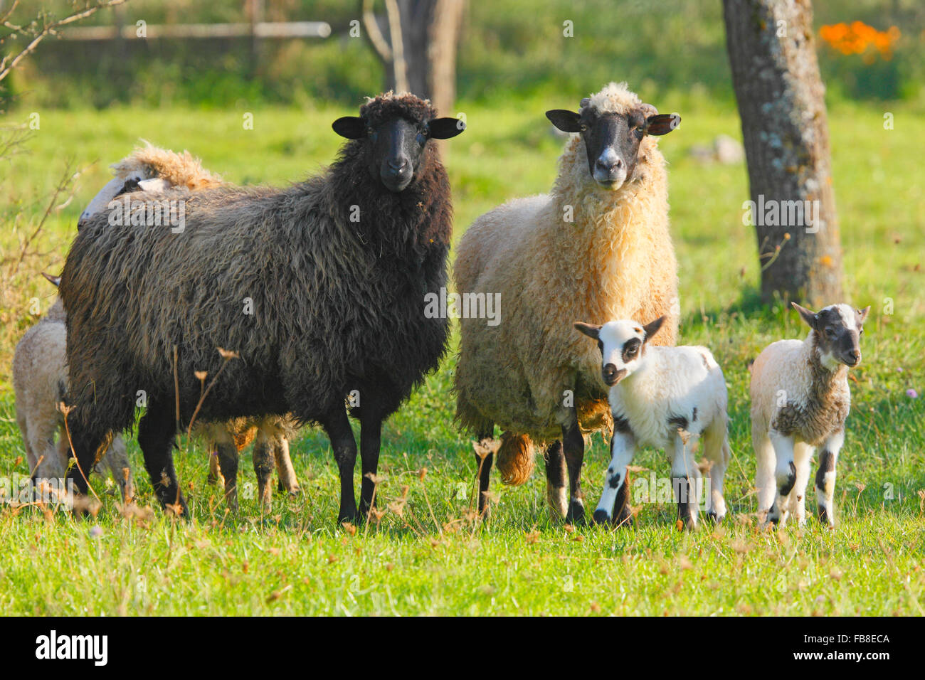 Beauty farm sheep hi-res stock photography and images - Alamy