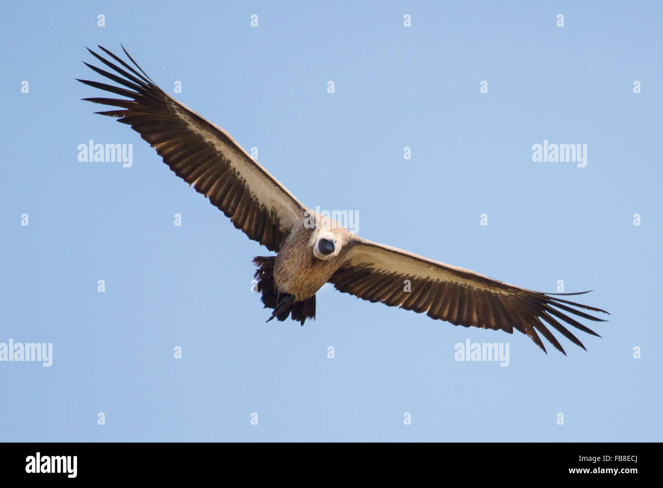 Vulture flying in sky Stock Photo - Alamy