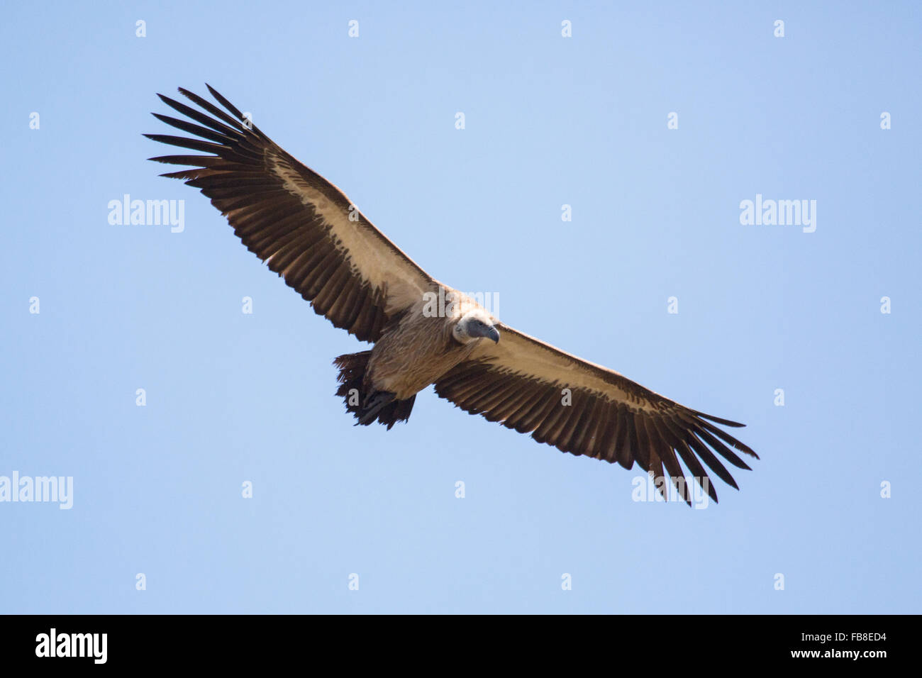 Flying vulture hi-res stock photography and images - Alamy