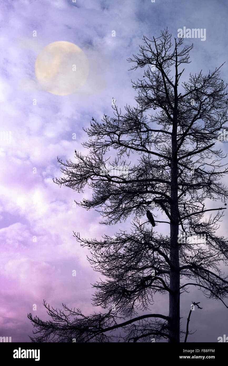 Night background moon tree hi-res stock photography and images - Alamy