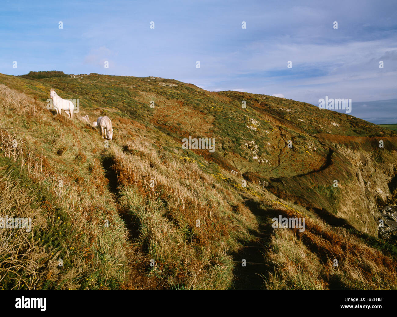 Llanfaethlu hi-res stock photography and images - Alamy