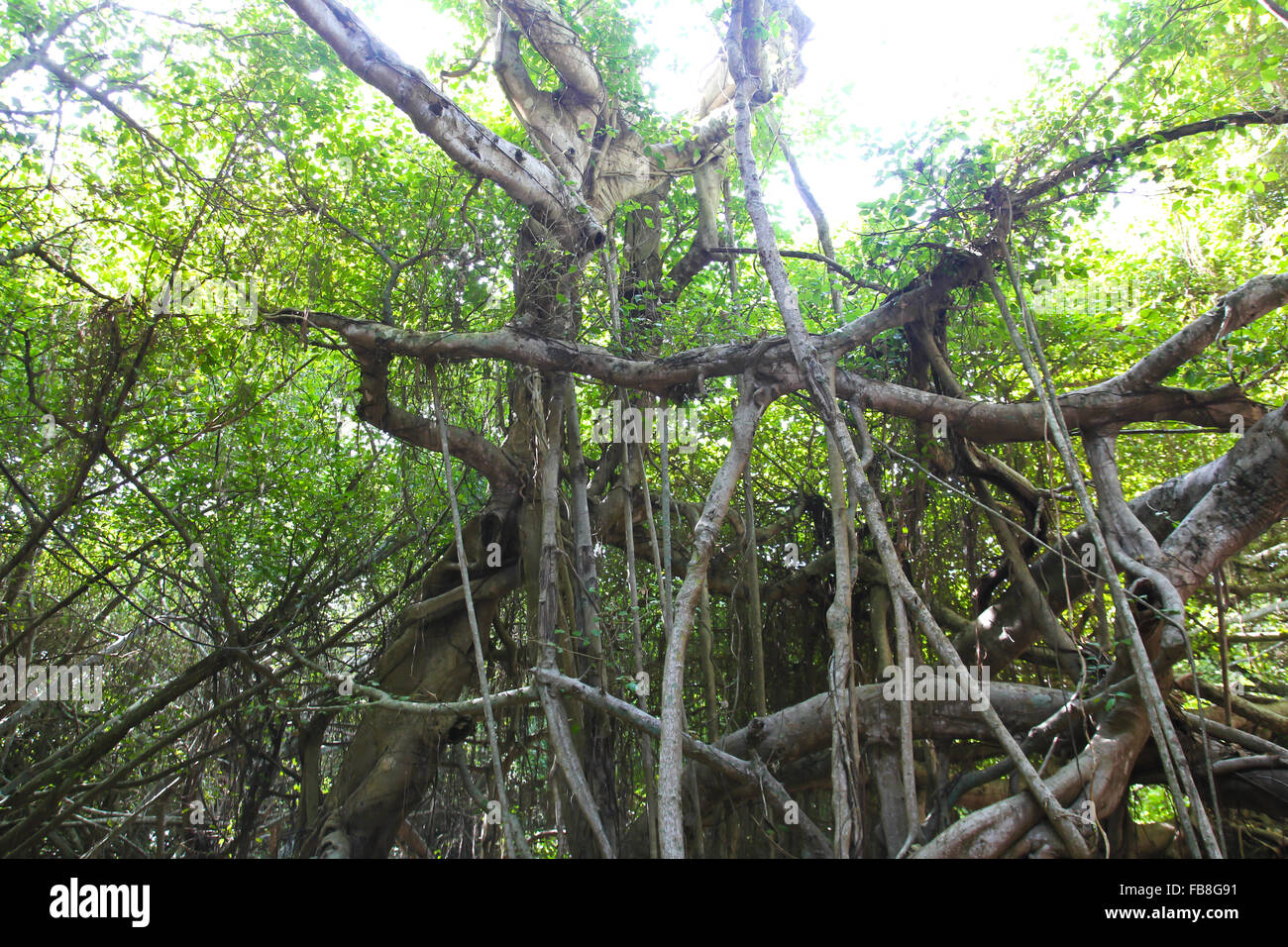 Banyan tree roots Stock Photo - Alamy