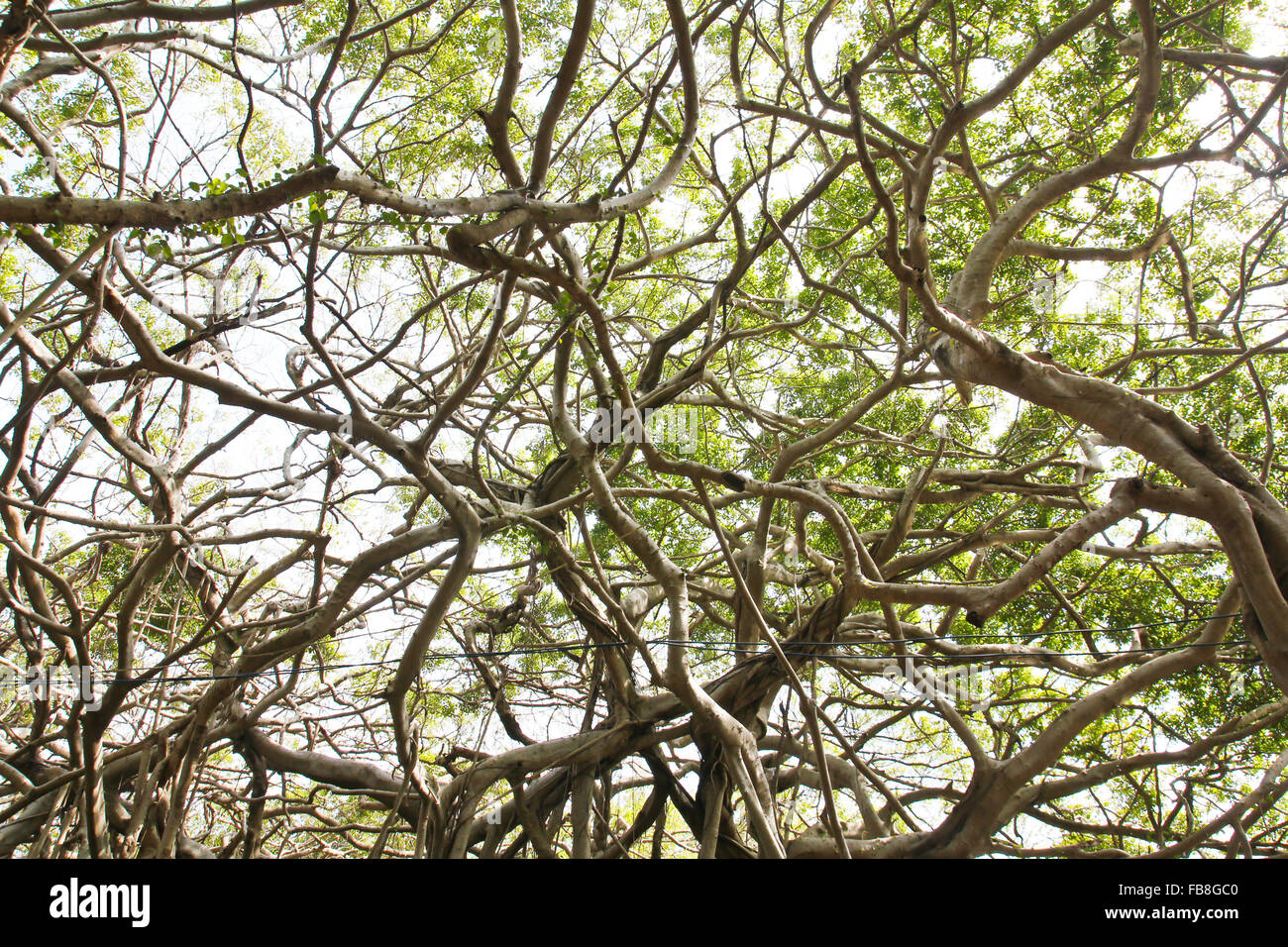 Arbor of old banyan tree Stock Photo - Alamy