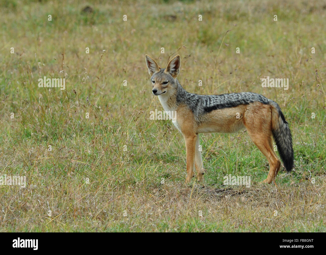 Black Backed Jackal Standing Side View Kenya East Africa Stock Photo ...