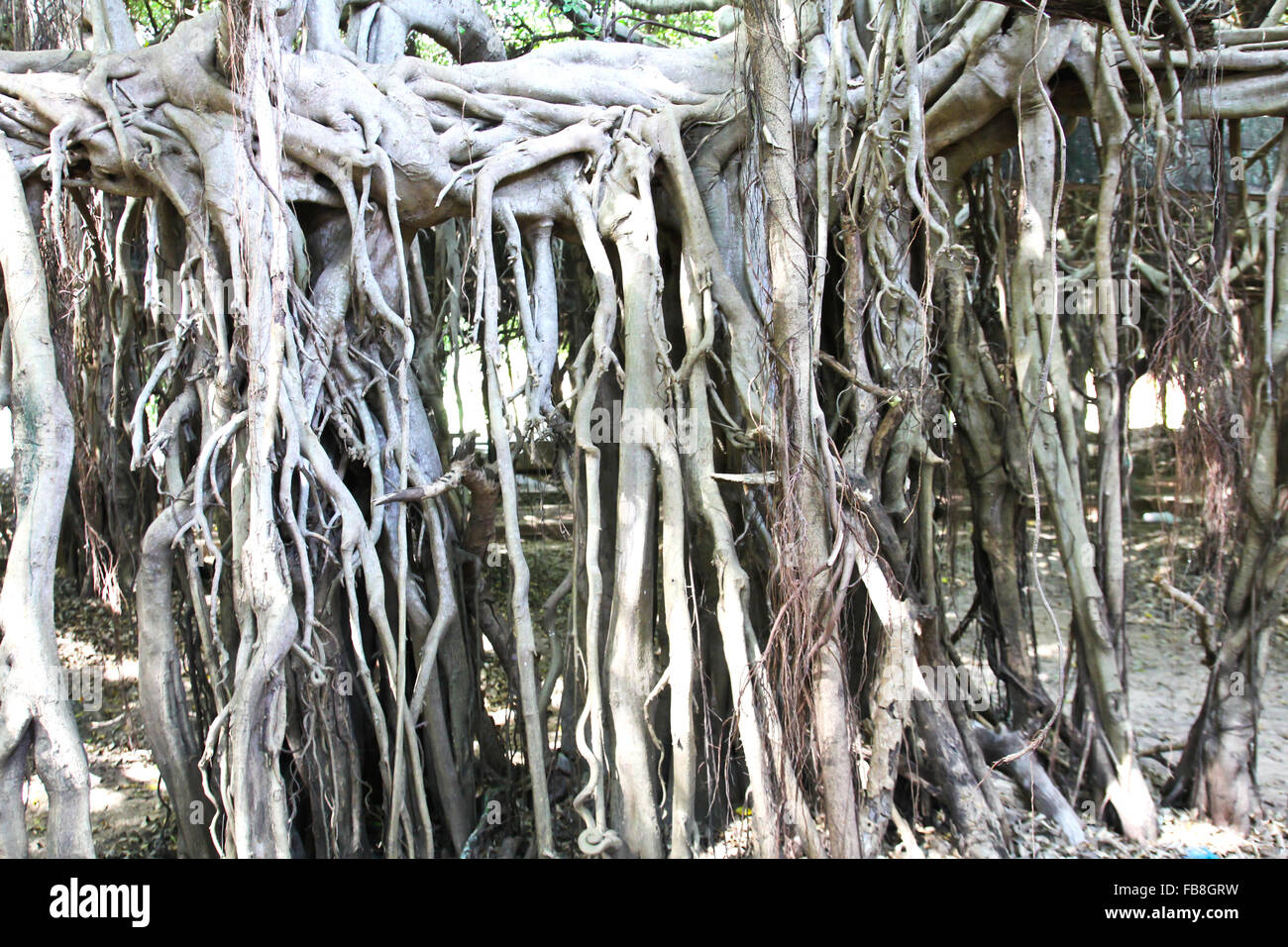 Banyan tree roots Stock Photo - Alamy