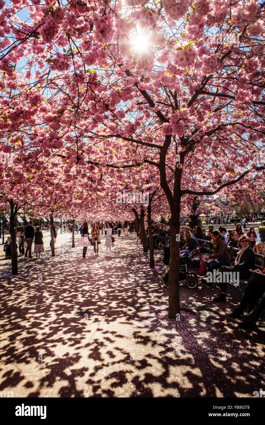 Sweden cherry blossom hi-res stock photography and images - Alamy