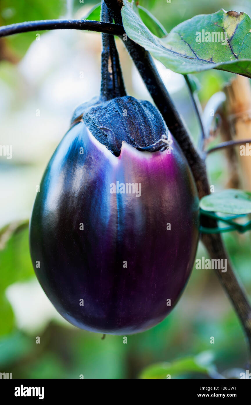 Italy, Sardinia, Eggplant in vegetable garden Stock Photo - Alamy