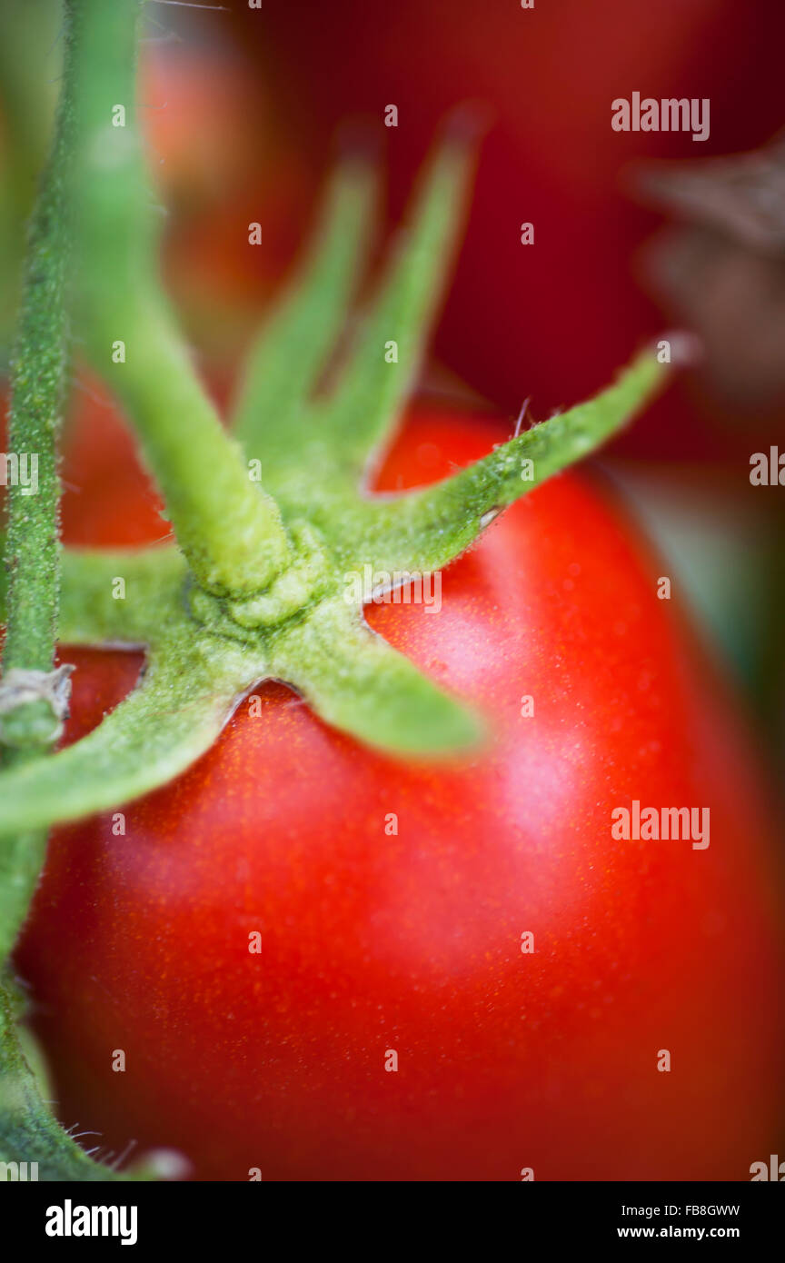 Italy, Sardinia, Close-up of unripe tomato Stock Photo - Alamy