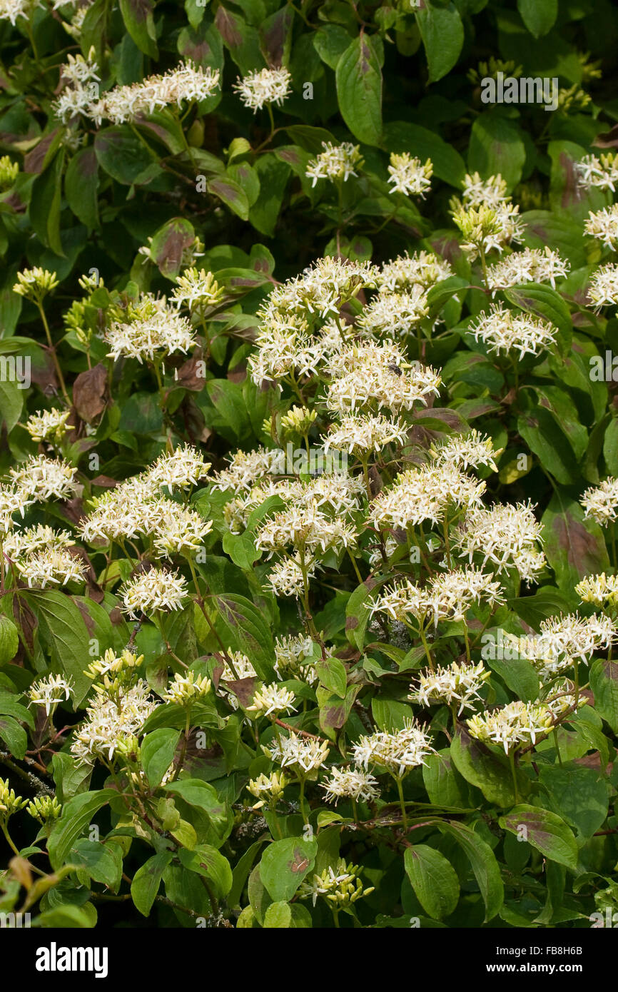 Dogberry cornus sanguinea hi-res stock photography and images - Alamy
