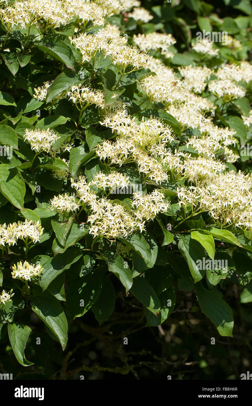 Common Dogwood, Dogberry, Blutroter Hartriegel, Cornus sanguinea ...
