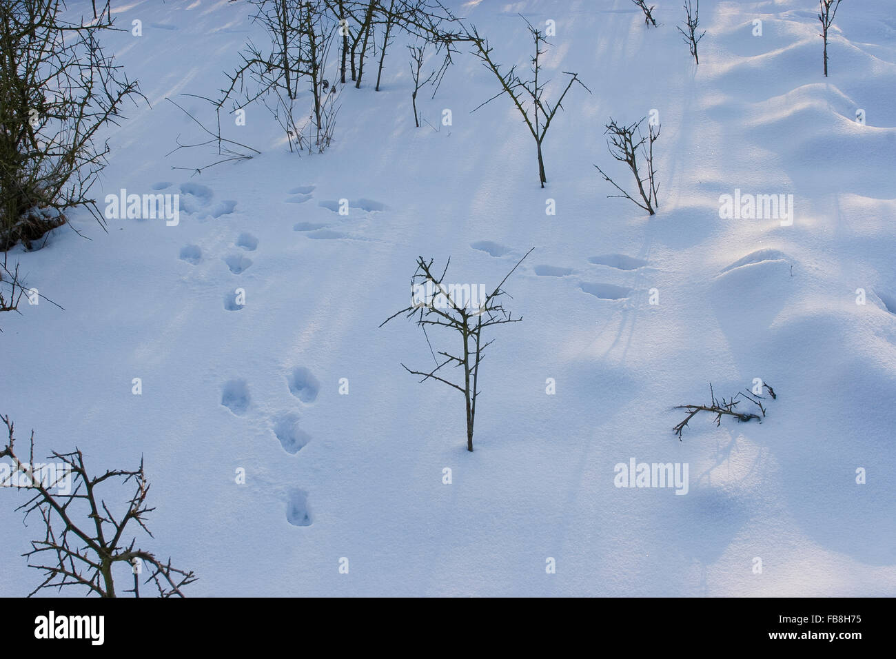 Brown hare, mark, sign, track, snow, Feldhase, Feld-Hase, Hase ...