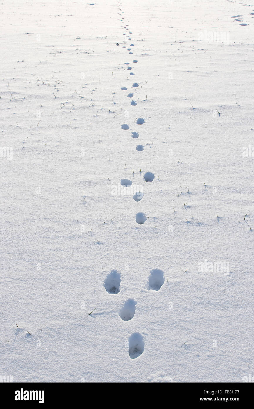 Brown hare, mark, sign, track, snow, Feldhase, Feld-Hase, Hase ...