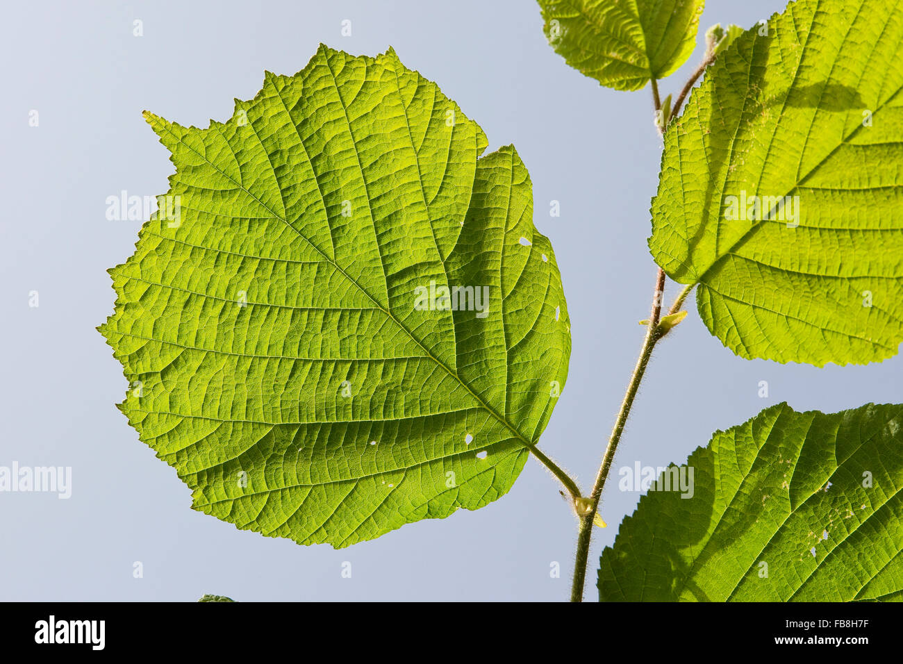 Cob, Hazel, leaf, leaves, Gewöhnliche Hasel, Haselnuß, Haselnuss, Blatt ...